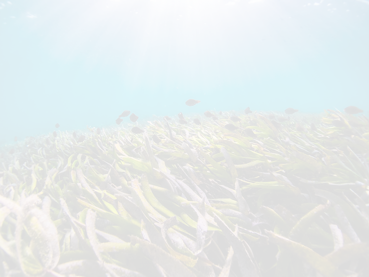 主頁 Hong Kong Seagrass R